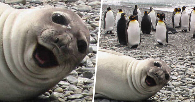 Voici des photos de phoques rigolos qui sont incapables d’arrêter de ...