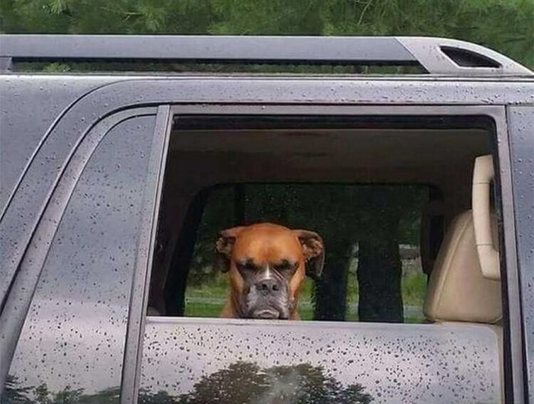 Ces chiens ont agi de manière si ridicule en voiture que leurs ...