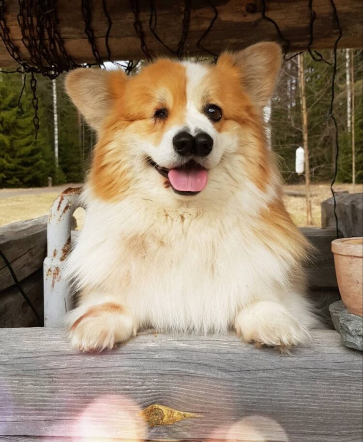 Un corgi né avec un oeil et deux nez déjoue les pronostics et vit la ...
