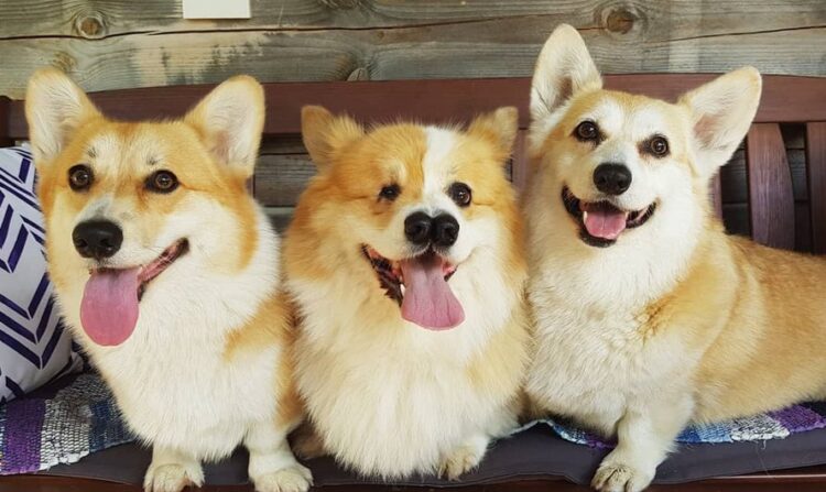 Un corgi né avec un oeil et deux nez déjoue les pronostics et vit la ...