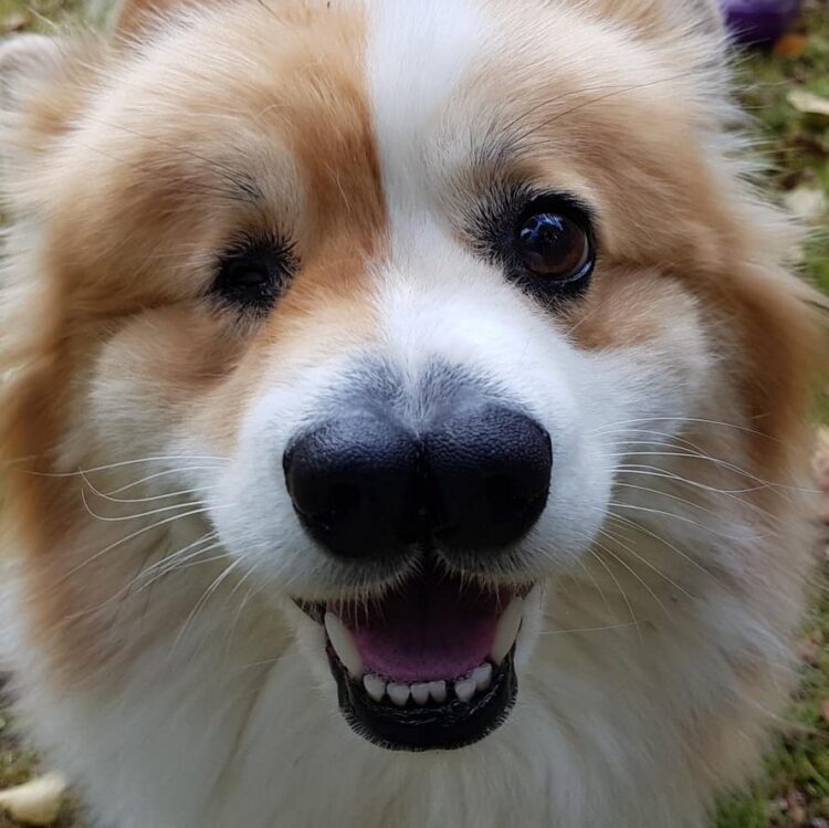 Un corgi né avec un oeil et deux nez déjoue les pronostics et vit la ...