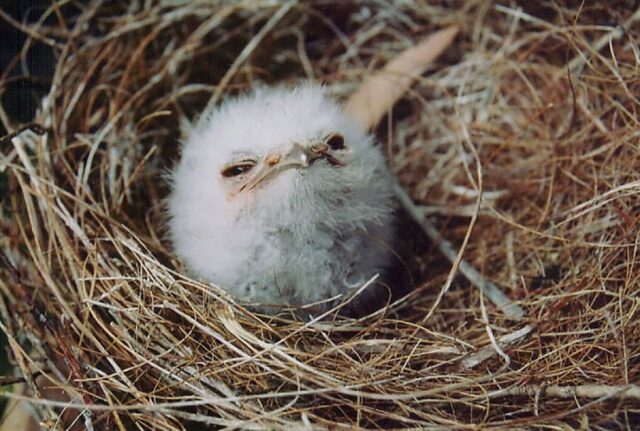 Ces mignons bébés oiseaux podarges ont une allure très expressive - ipnoze