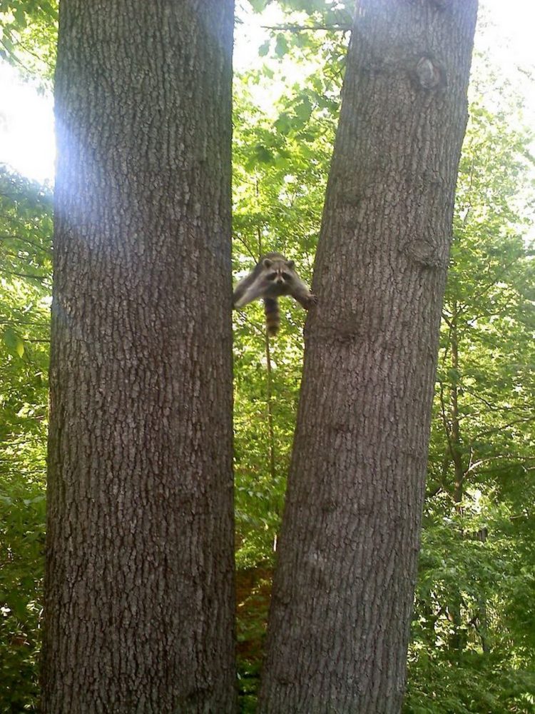 22 fois où des ratons laveurs ont fait les choses les plus drôles et ...