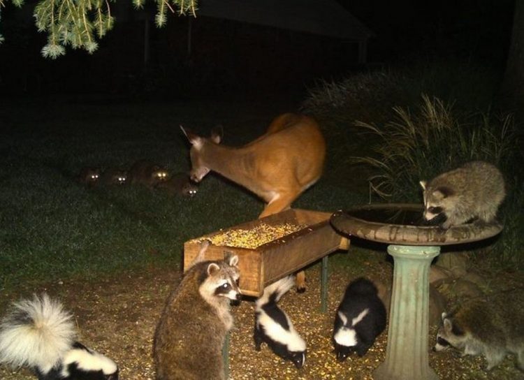 22 fois où des ratons laveurs ont fait les choses les plus drôles et ...