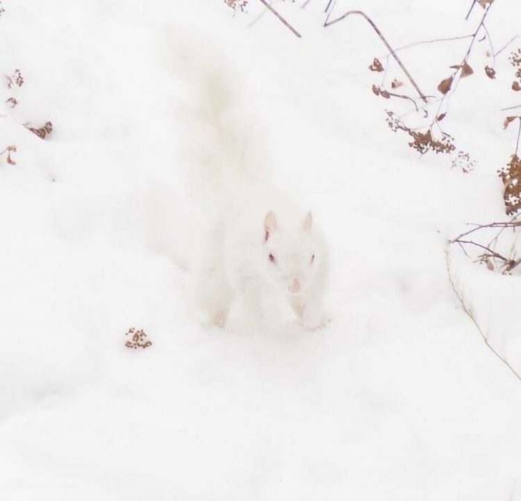 Ce groupe Facebook se consacre aux photos d’animaux sauvages pourries ...