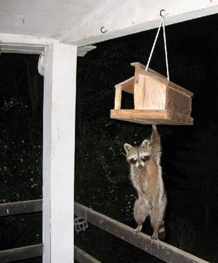 Ce groupe Facebook se consacre aux photos d’animaux sauvages pourries ...