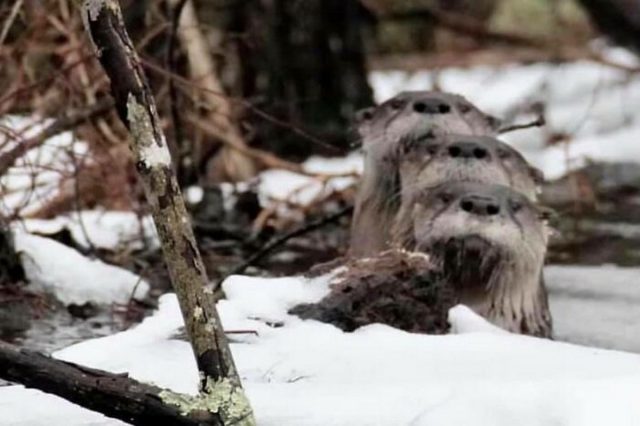 Ce groupe Facebook se consacre aux photos d’animaux sauvages pourries ...