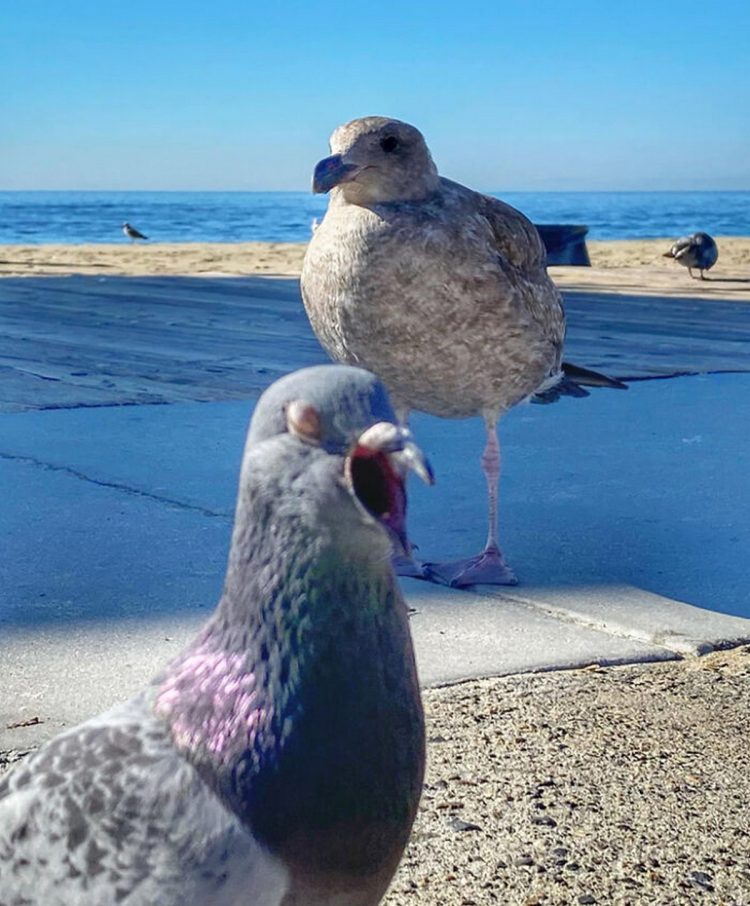 Ce groupe Facebook se consacre aux photos d’animaux sauvages pourries ...