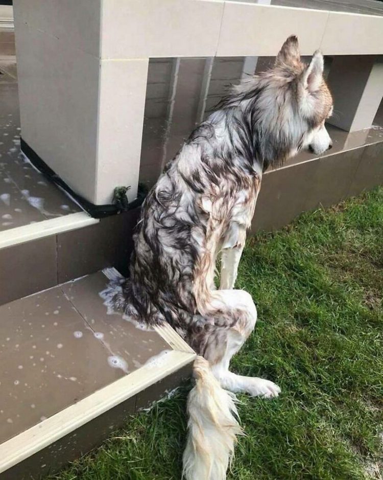 Ces photos drôles de chiens vont vous faire sourire - ipnoze