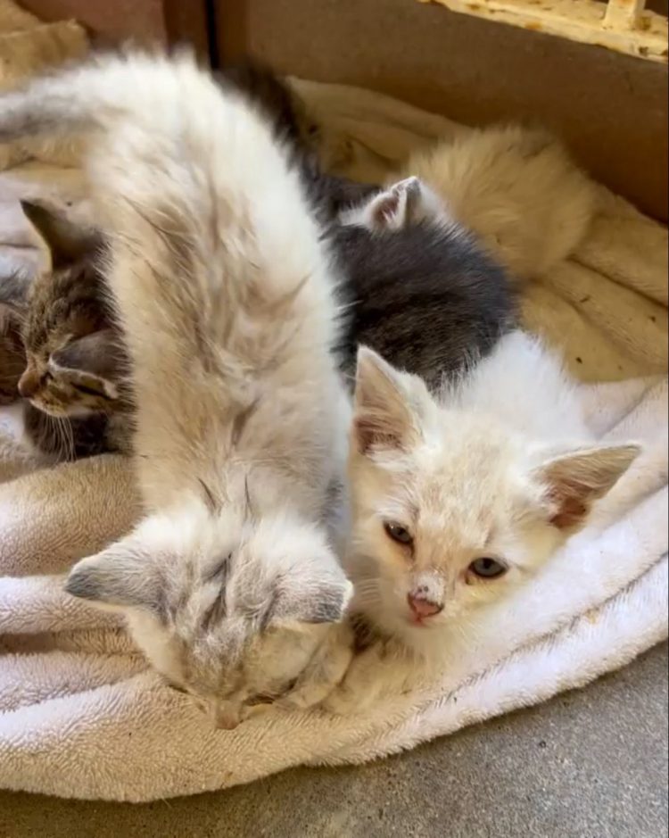 Un homme sauve un chaton sur la route et est pris en embuscade par sa ...