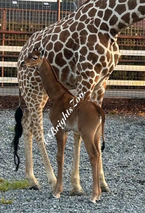 La seule girafe sans tache au monde a enfin un nom - ipnoze